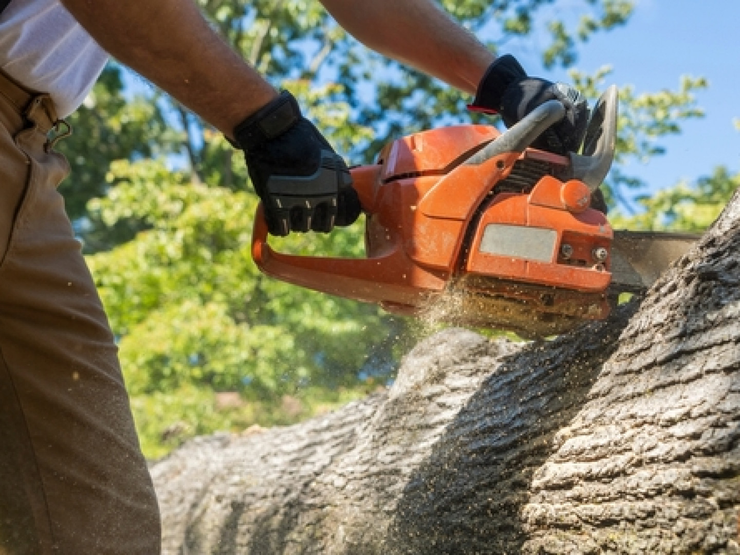 Tree Removal; Post Storm Tree Clean Up | Tucson, Sahuarita & Green ...